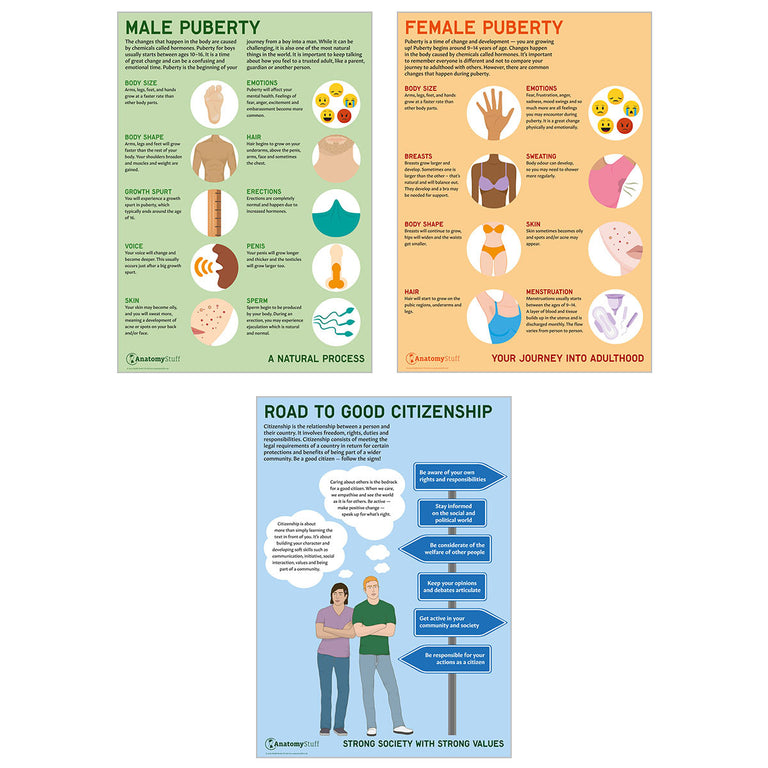 PSHE & Sexual Health Education Models & Posters – AnatomyStuff