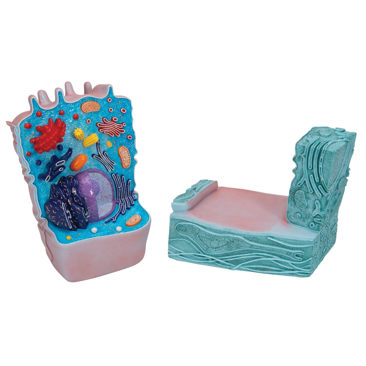 Animal Cell Model R04 / 1000523 | Magnified Cell | Science Classes ...
