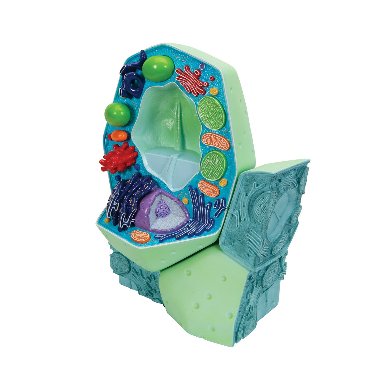 Plant Cell Model R05 / 1000524 | 3B Scientific Cell Anatomy Model ...