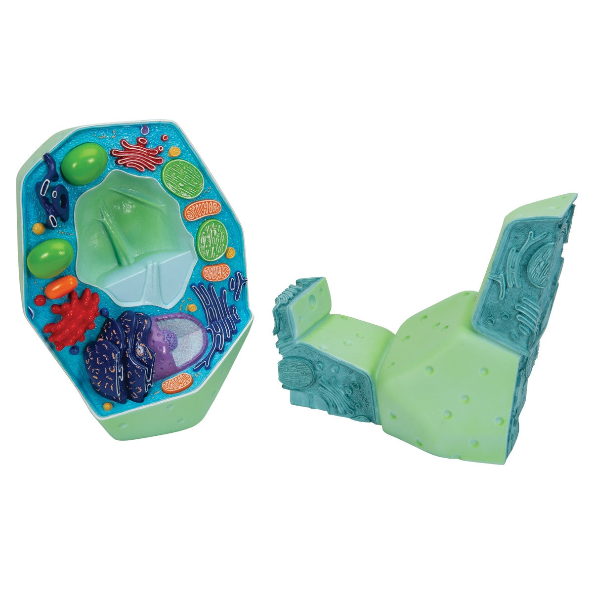 Plant Cell Model R05 / 1000524 | 3B Scientific Cell Anatomy Model ...