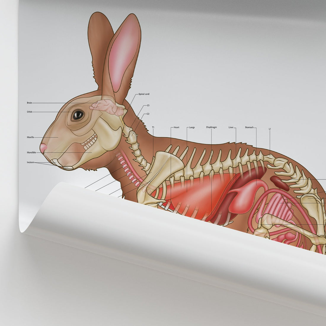 Rabbit Anatomy Poster | Bones Organs Bunny - Laminated – AnatomyStuff