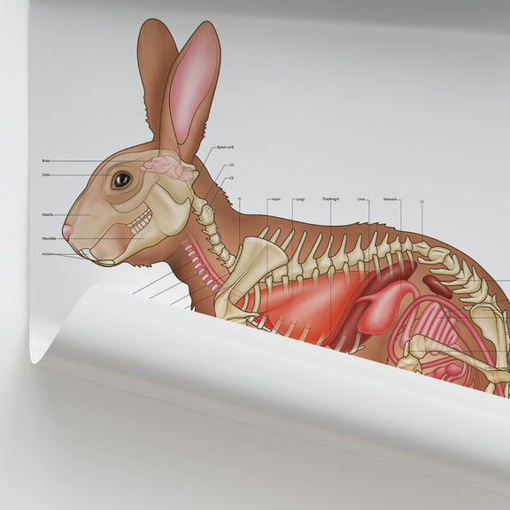 Rabbit Anatomy Poster | Bones Organs Bunny - Laminated – AnatomyStuff