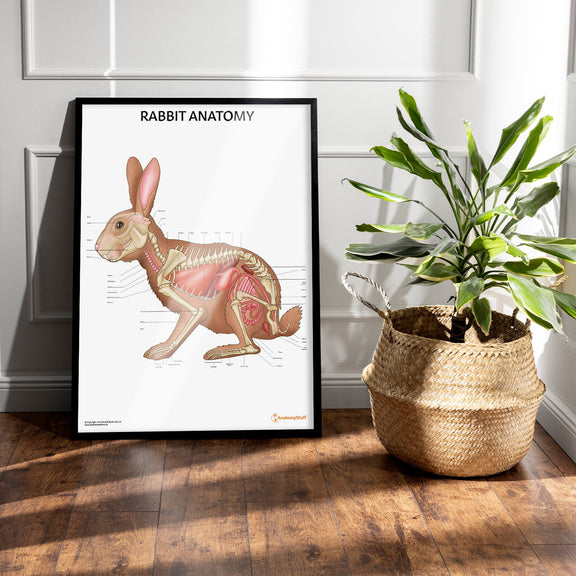 Rabbit Anatomy Poster | Bones Organs Bunny - Laminated – AnatomyStuff