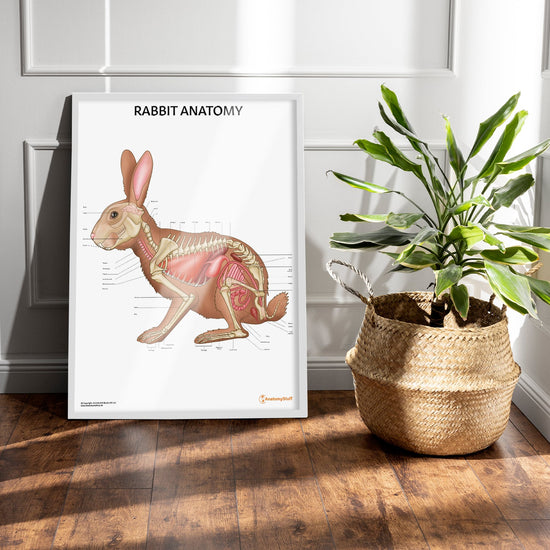 Rabbit Anatomy Poster | Bones Organs Bunny - Laminated – AnatomyStuff