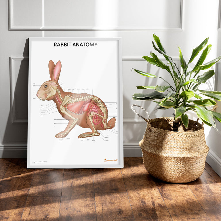 Rabbit Anatomy Poster | Bones Organs Bunny - Laminated – AnatomyStuff