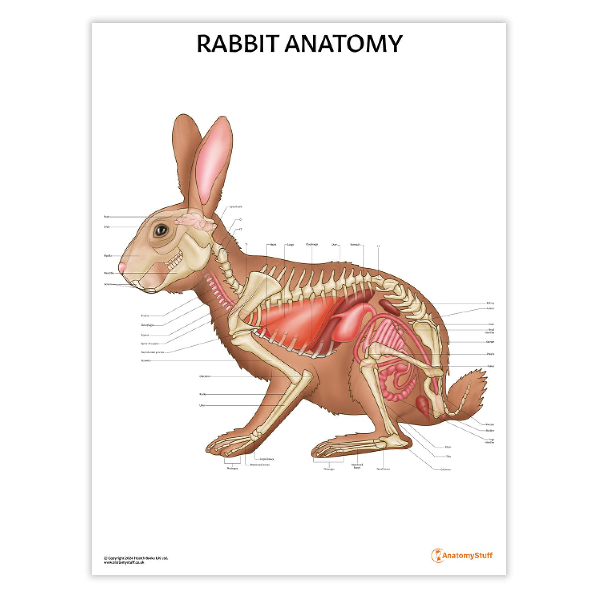 Rabbit Anatomy Poster | Bones Organs Bunny - Laminated – AnatomyStuff