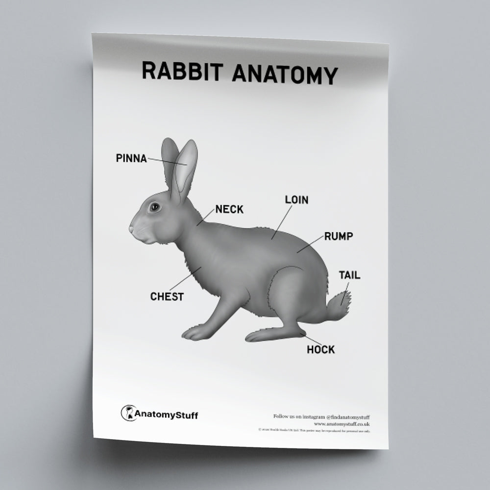 Rabbit Anatomy Poster PDF | Digital Download – AnatomyStuff