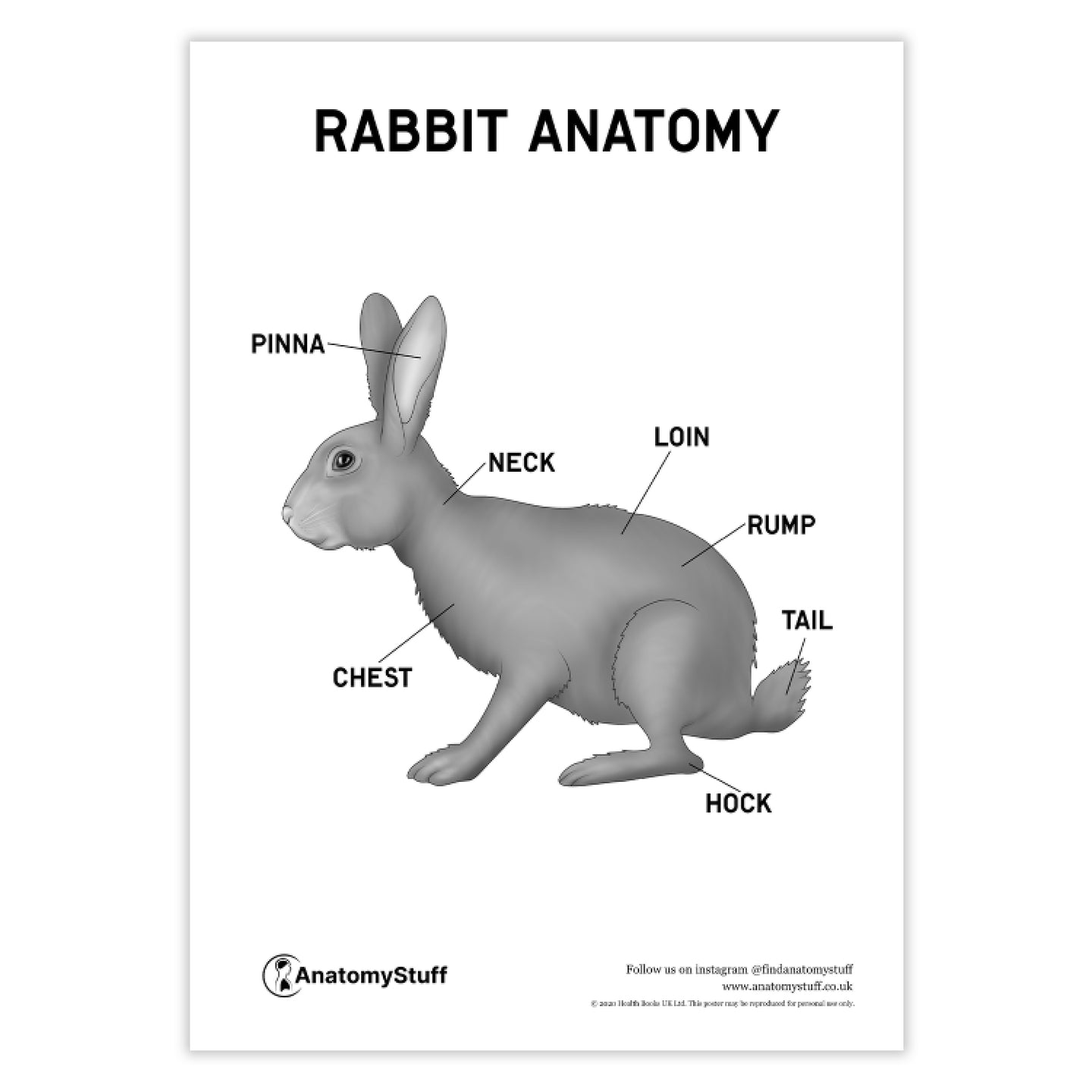 Rabbit Anatomy Poster PDF | Digital Download – AnatomyStuff