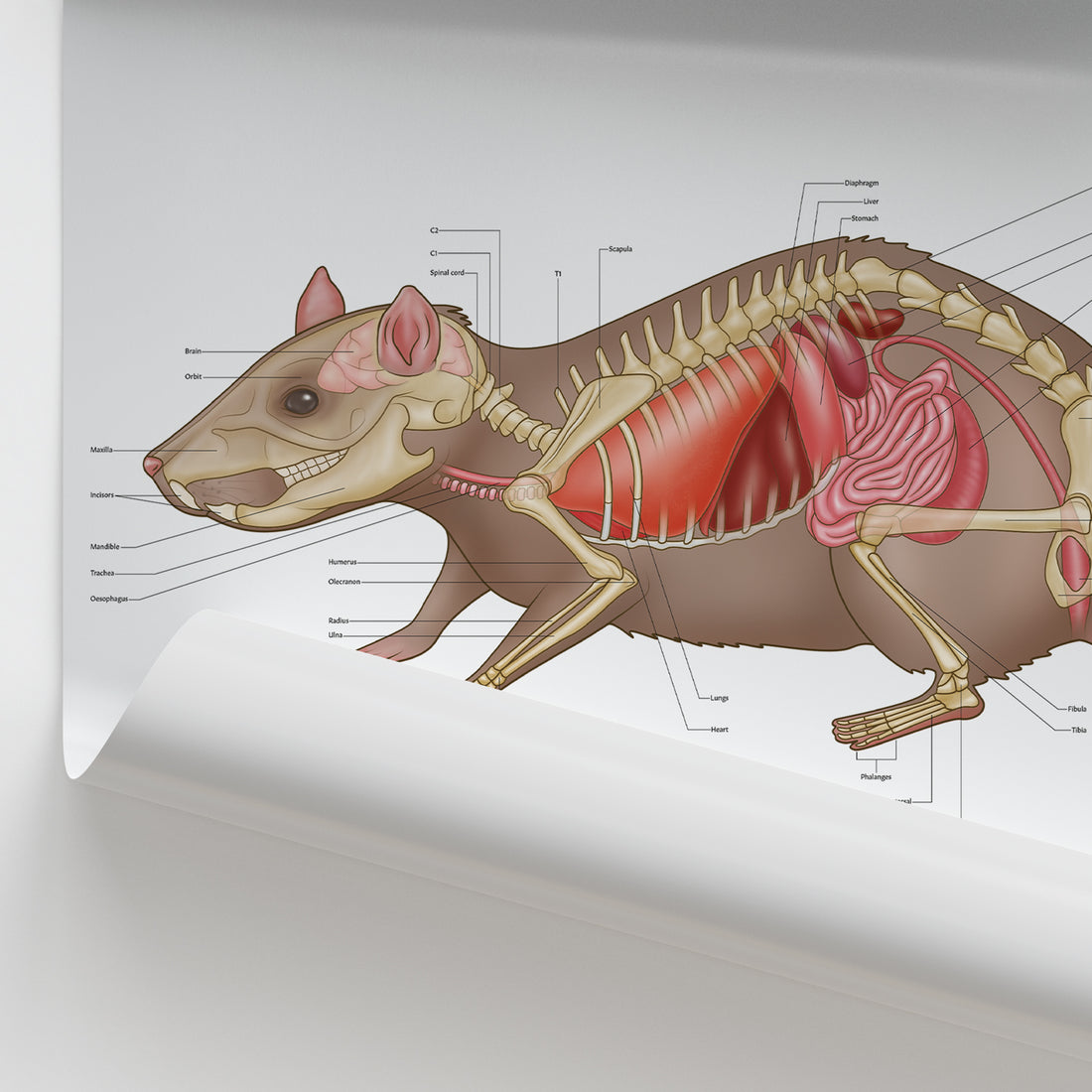 Rat Anatomy Poster | Bones Organs Small Mammal – AnatomyStuff