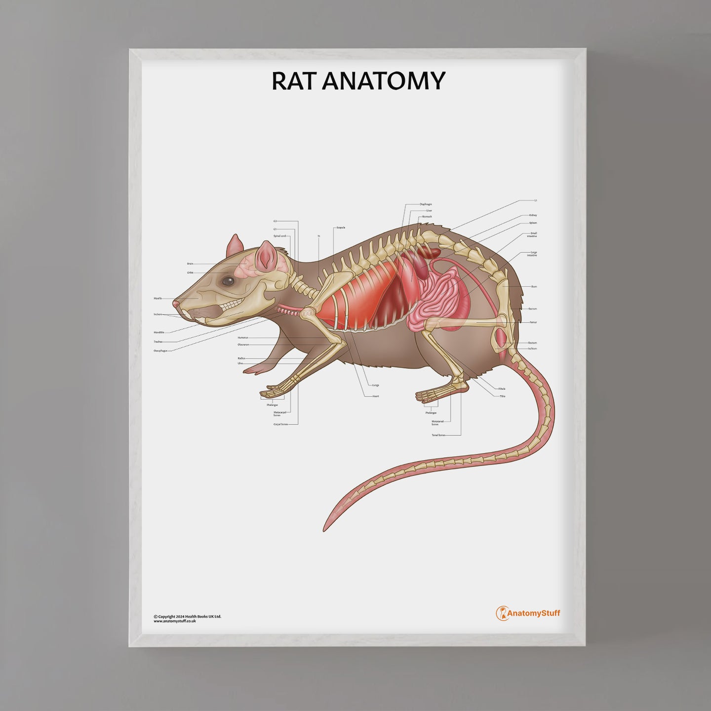 Rat Anatomy Poster | Bones Organs Small Mammal – AnatomyStuff