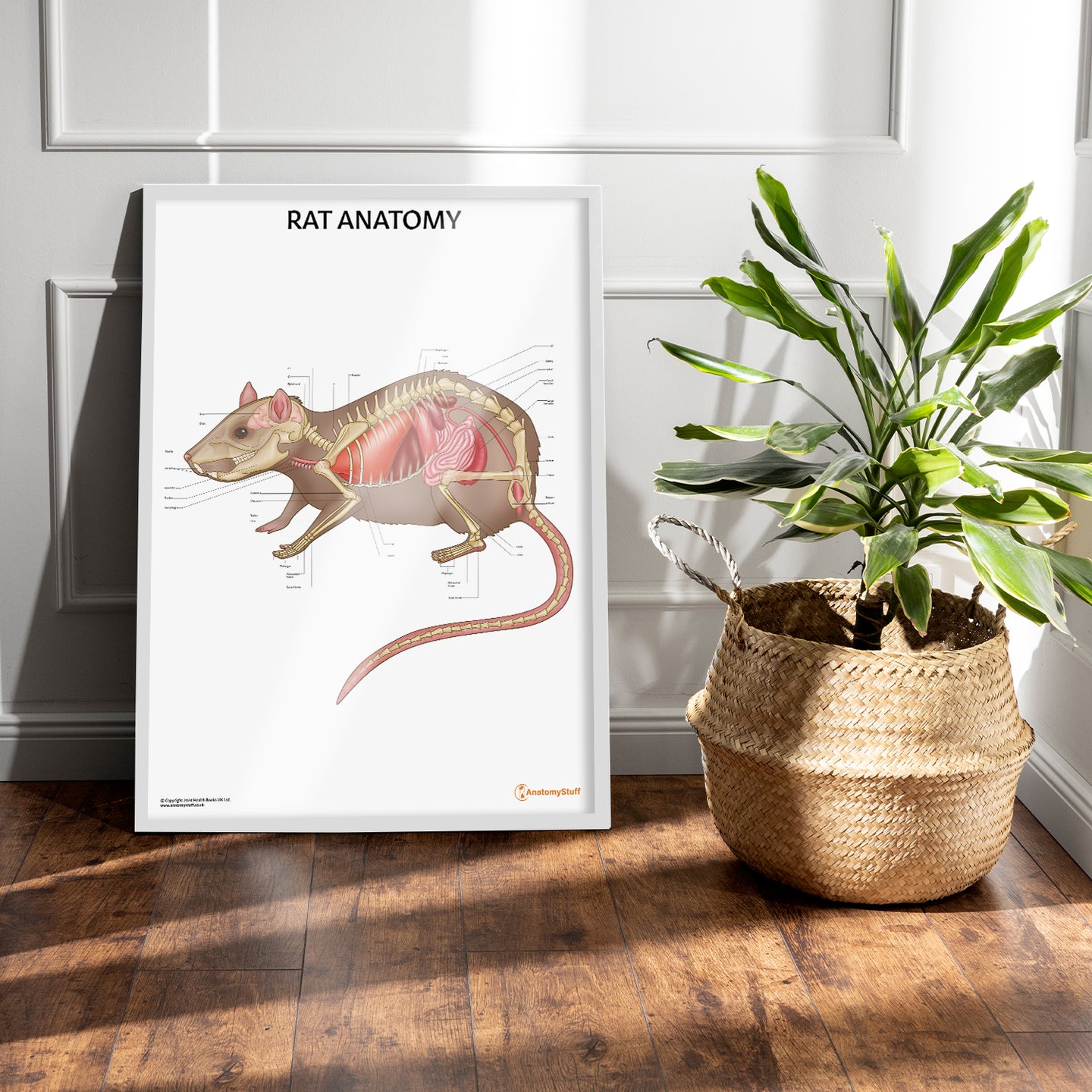 Rat Anatomy Poster | Bones Organs Small Mammal – AnatomyStuff