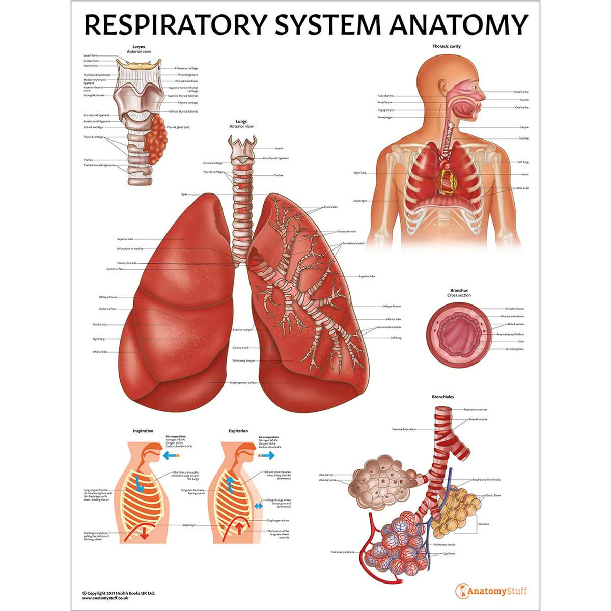 Organs Systems 6 Chart Collection | Anatomy Chart Collection – AnatomyStuff