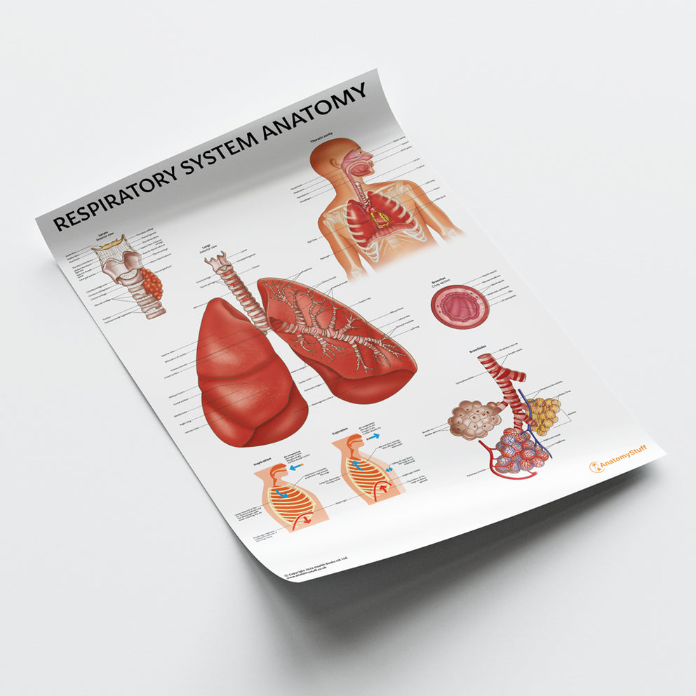 Respiratory System Anatomy Chart | Lungs Poster | Gaseous Exchange ...