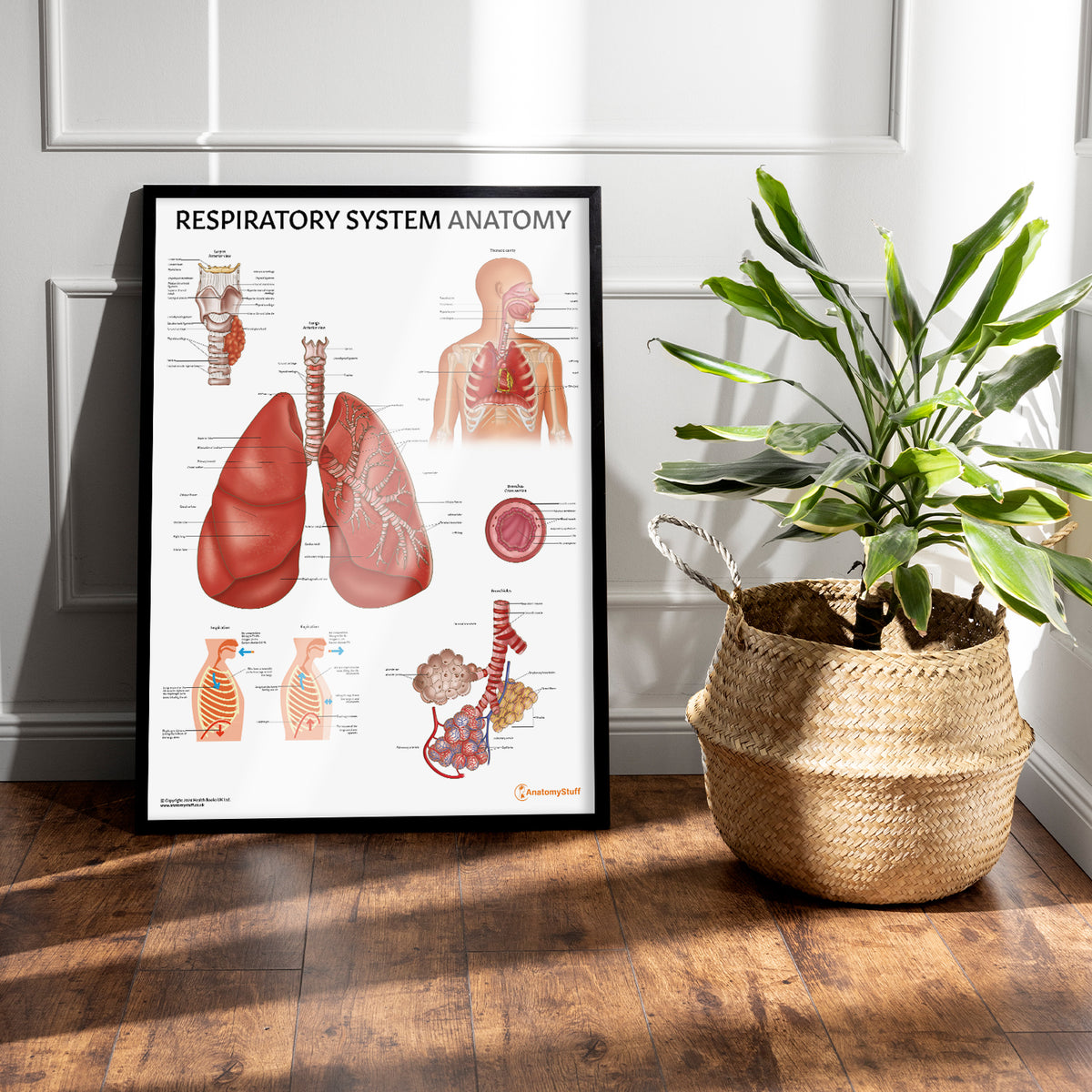 Respiratory System Anatomy Chart | Lungs Poster | Gaseous Exchange ...