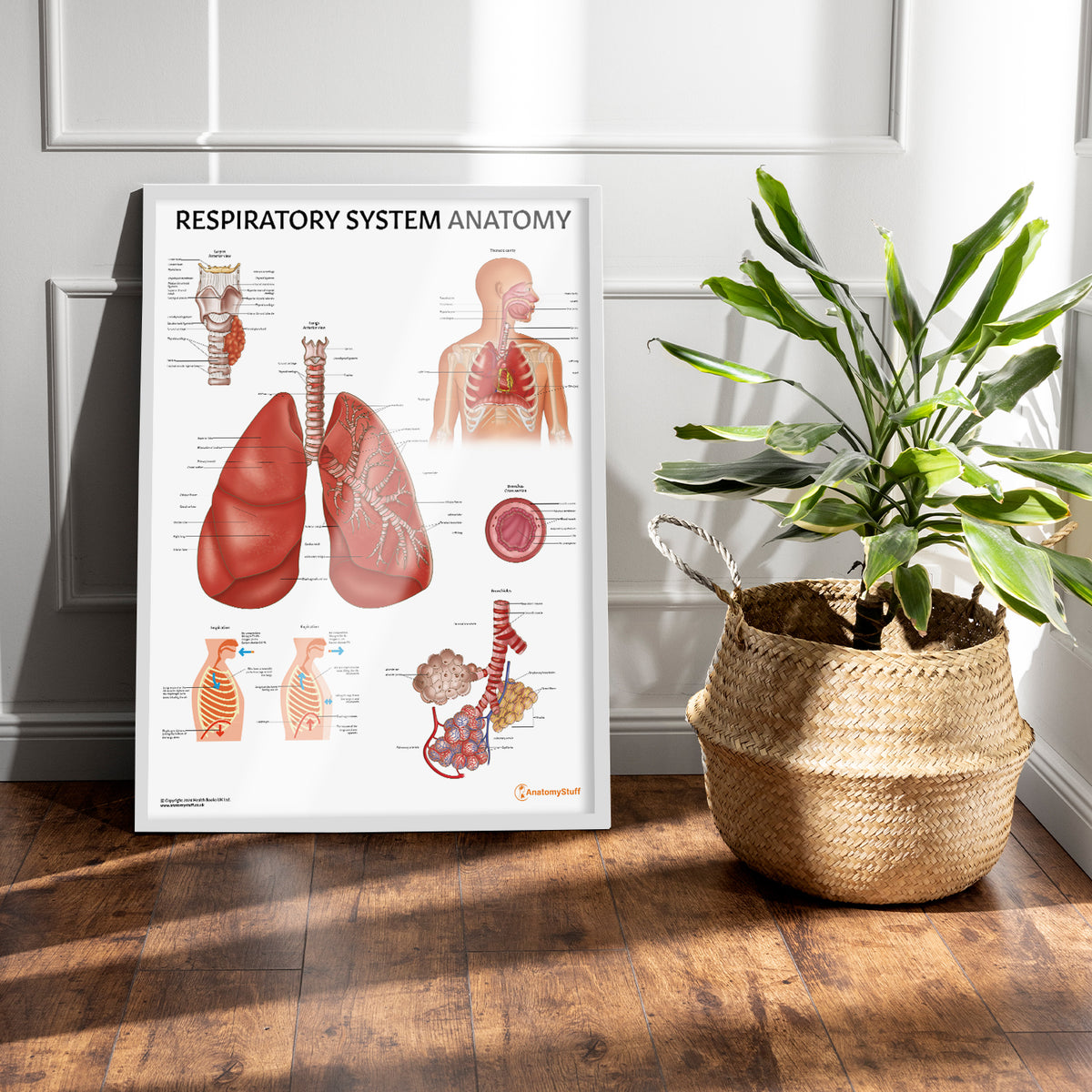 Respiratory System Anatomy Chart | Lungs Poster | Gaseous Exchange ...