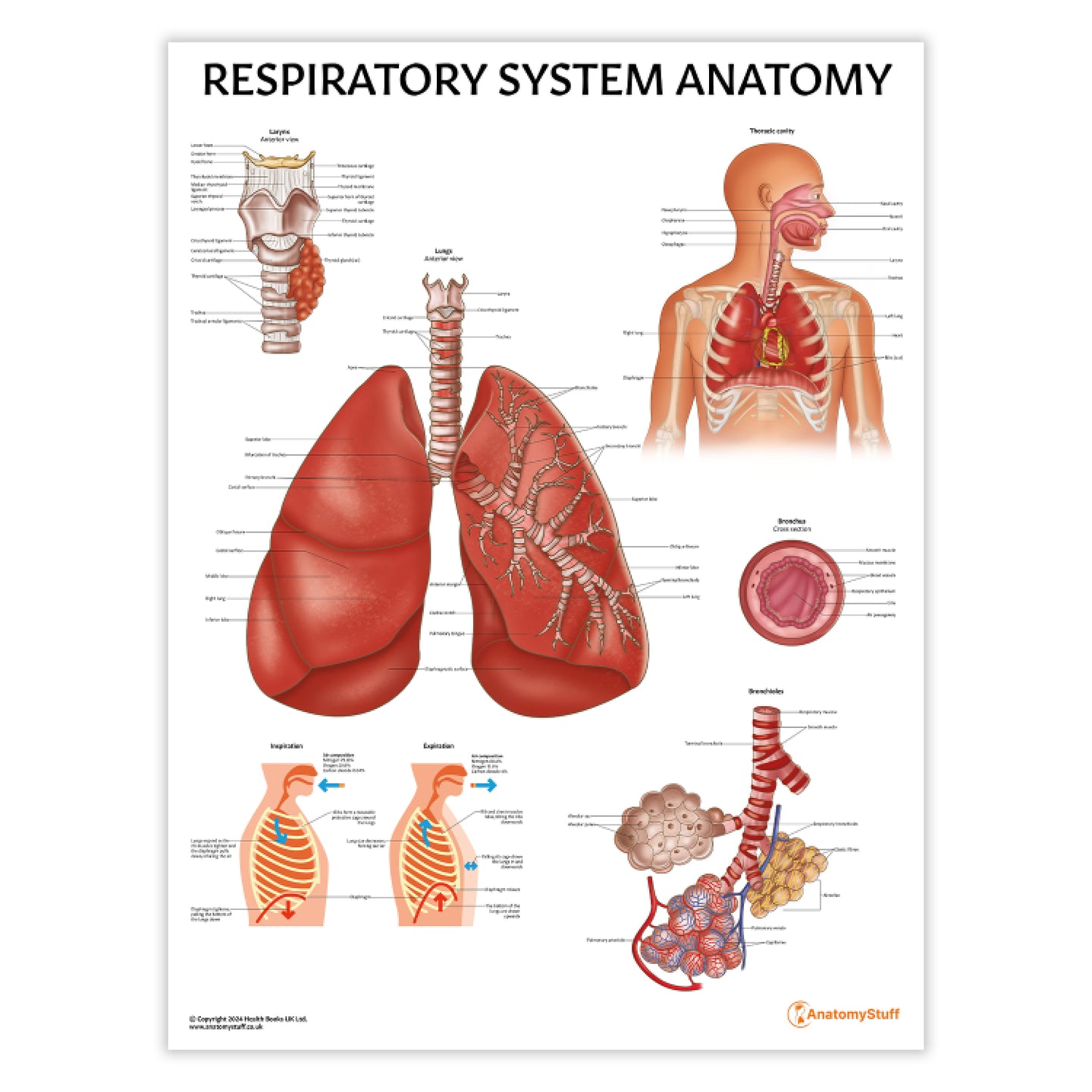 Respiratory System Anatomy Chart | Lungs Poster | Gaseous Exchange ...