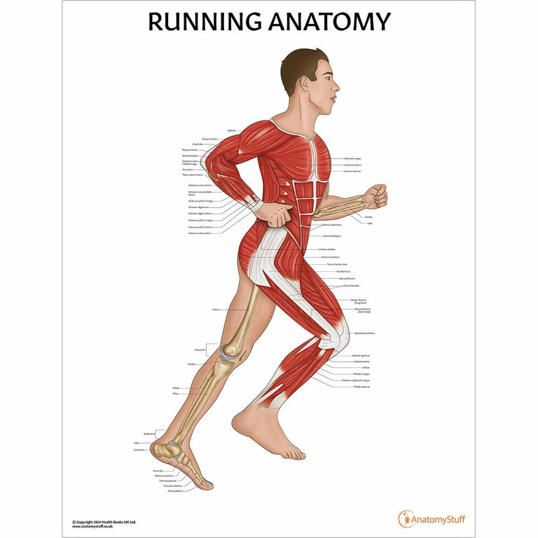 Exercise Anatomy Posters Collection | Musculoskeletal Chart 6 ...