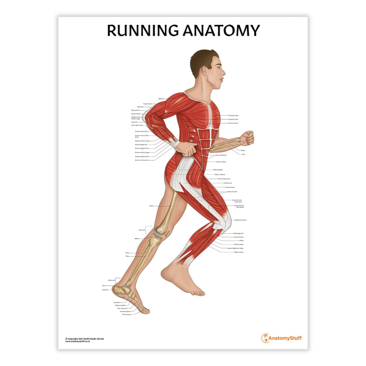 Running Anatomy Poster | Anatomical Running Chart | Anatomy Run ...
