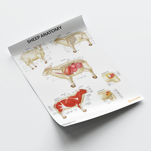 Sheep Anatomy Poster | Ram Ewe Organs Bones Muscles – AnatomyStuff