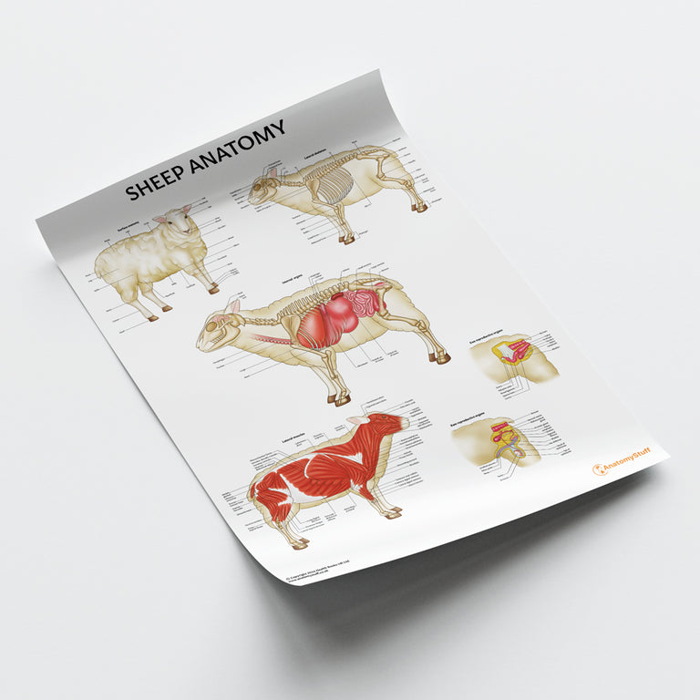 Sheep Anatomy Poster | Ram Ewe Organs Bones Muscles – AnatomyStuff