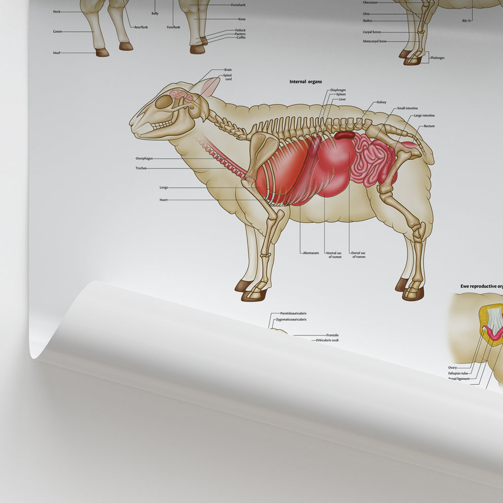 Sheep Anatomy Poster | Ram Ewe Organs Bones Muscles – AnatomyStuff