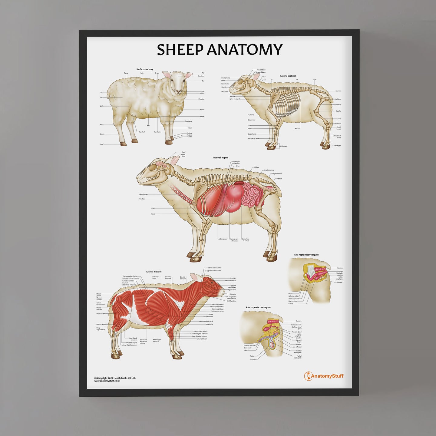 Sheep Anatomy Poster | Ram Ewe Organs Bones Muscles – AnatomyStuff