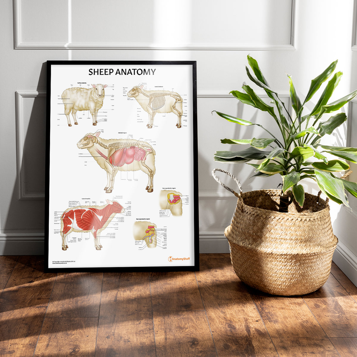 Sheep Anatomy Poster | Ram Ewe Organs Bones Muscles – AnatomyStuff