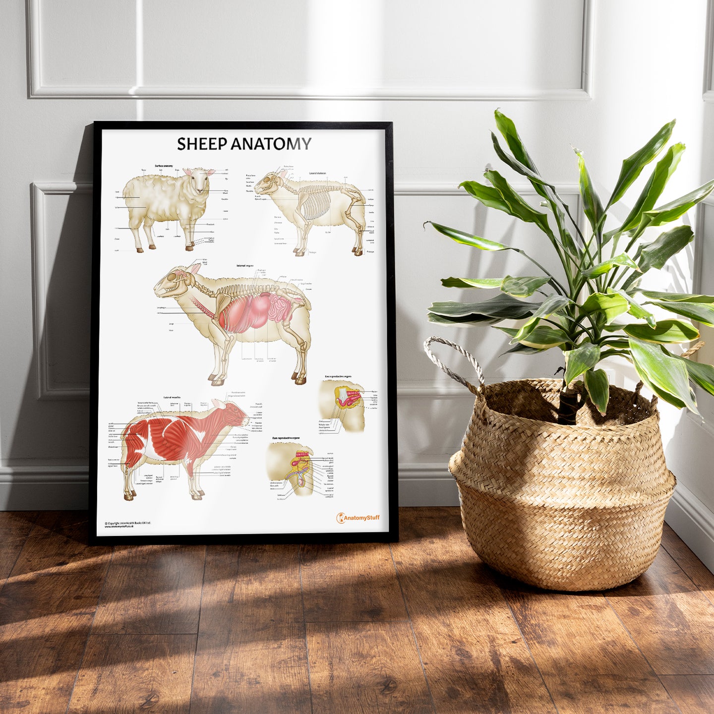 Sheep Anatomy Poster | Ram Ewe Organs Bones Muscles – AnatomyStuff