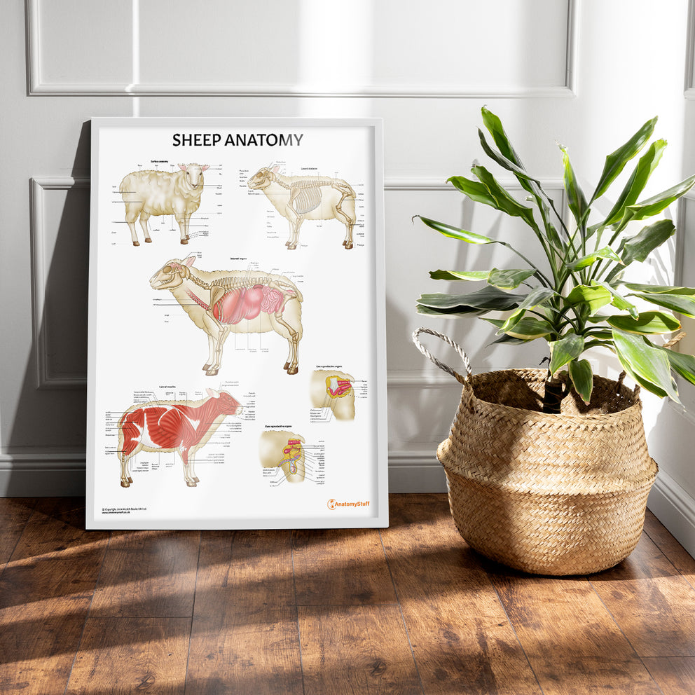 Sheep Anatomy Poster | Ram Ewe Organs Bones Muscles – AnatomyStuff