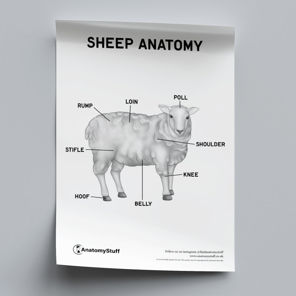 Sheep Anatomy Poster PDF | Digital Download – AnatomyStuff