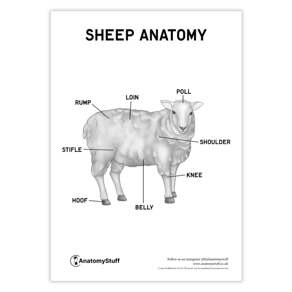 Sheep Anatomy Poster PDF | Digital Download – AnatomyStuff