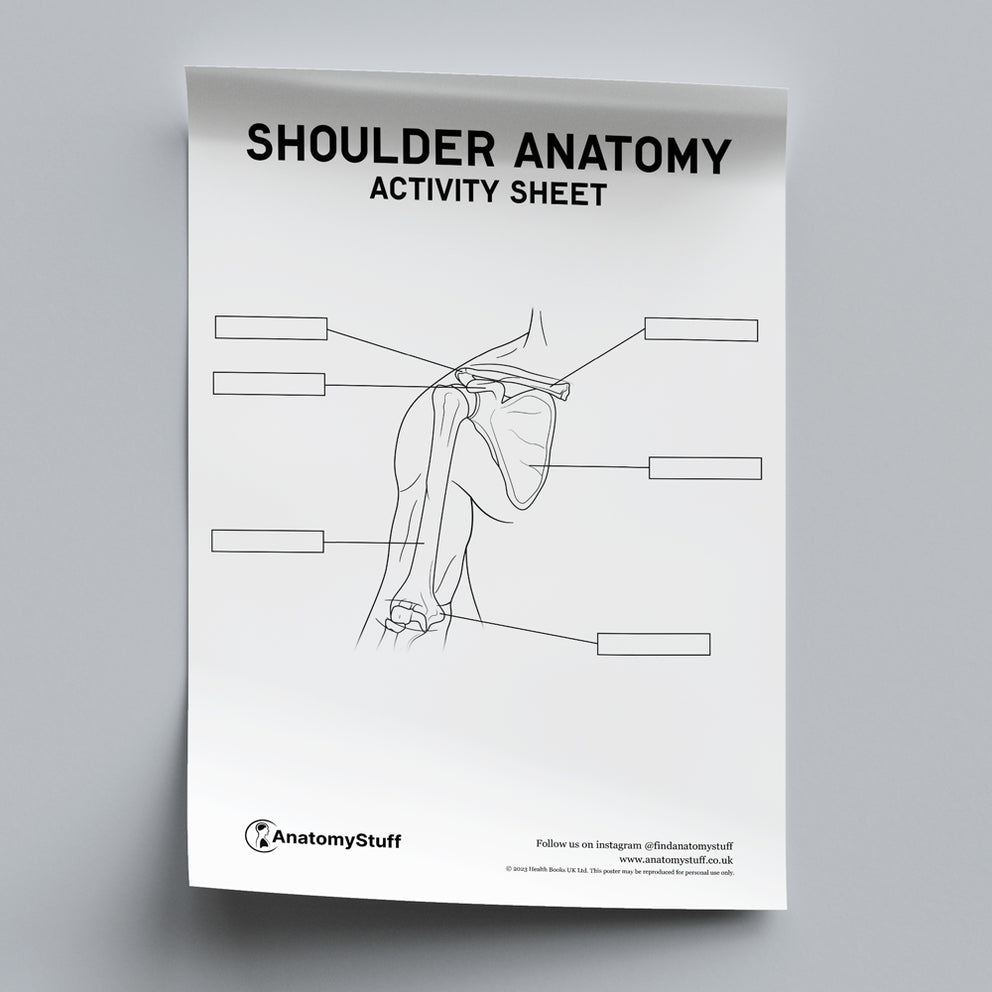 Shoulder Anatomy Activity Sheet PDF | Medical Student Revision ...