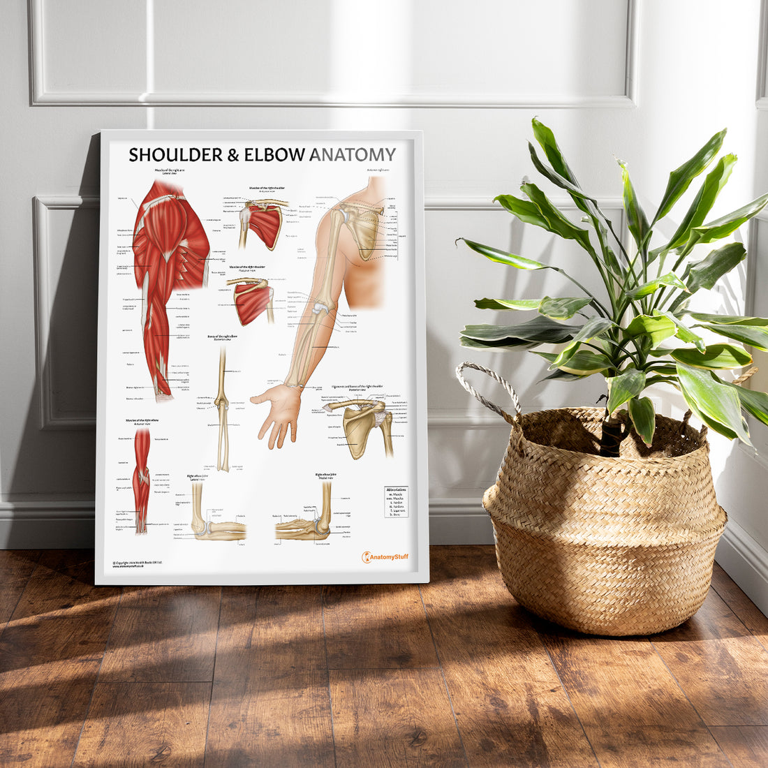 Elbow Models and Anatomy Posters – AnatomyStuff