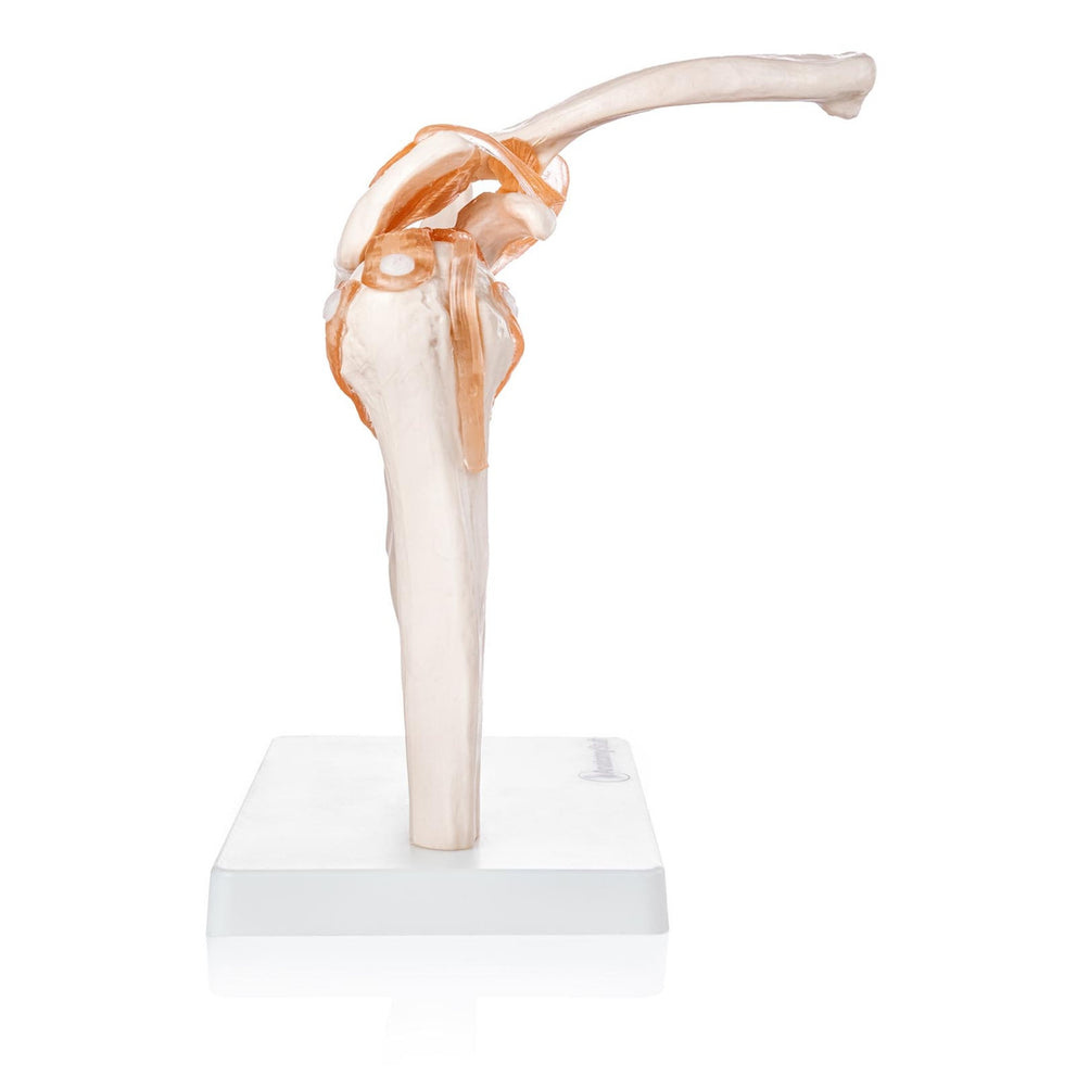 Budget Flexible Shoulder Model with Ligaments XC-109 | AnatomyStuff.co.uk