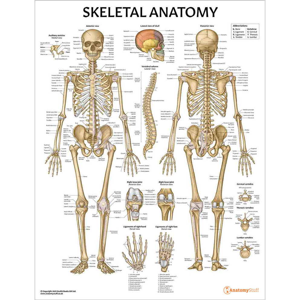 Organs Systems 6 Chart Collection | Anatomy Chart Collection – AnatomyStuff