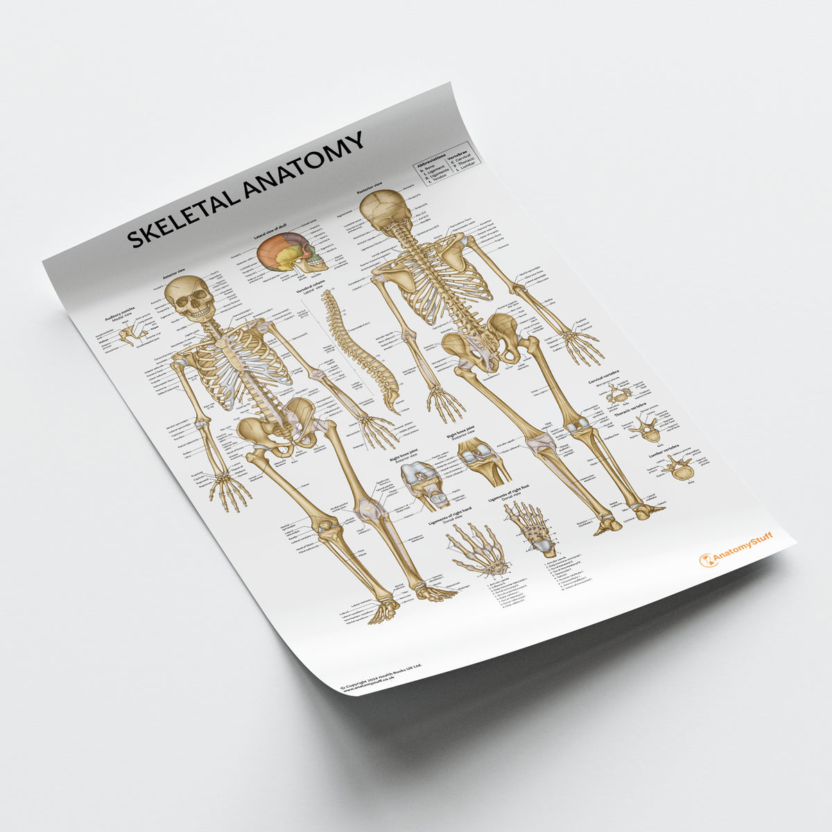 Anatomical Charts | Anatomy Posters – AnatomyStuff