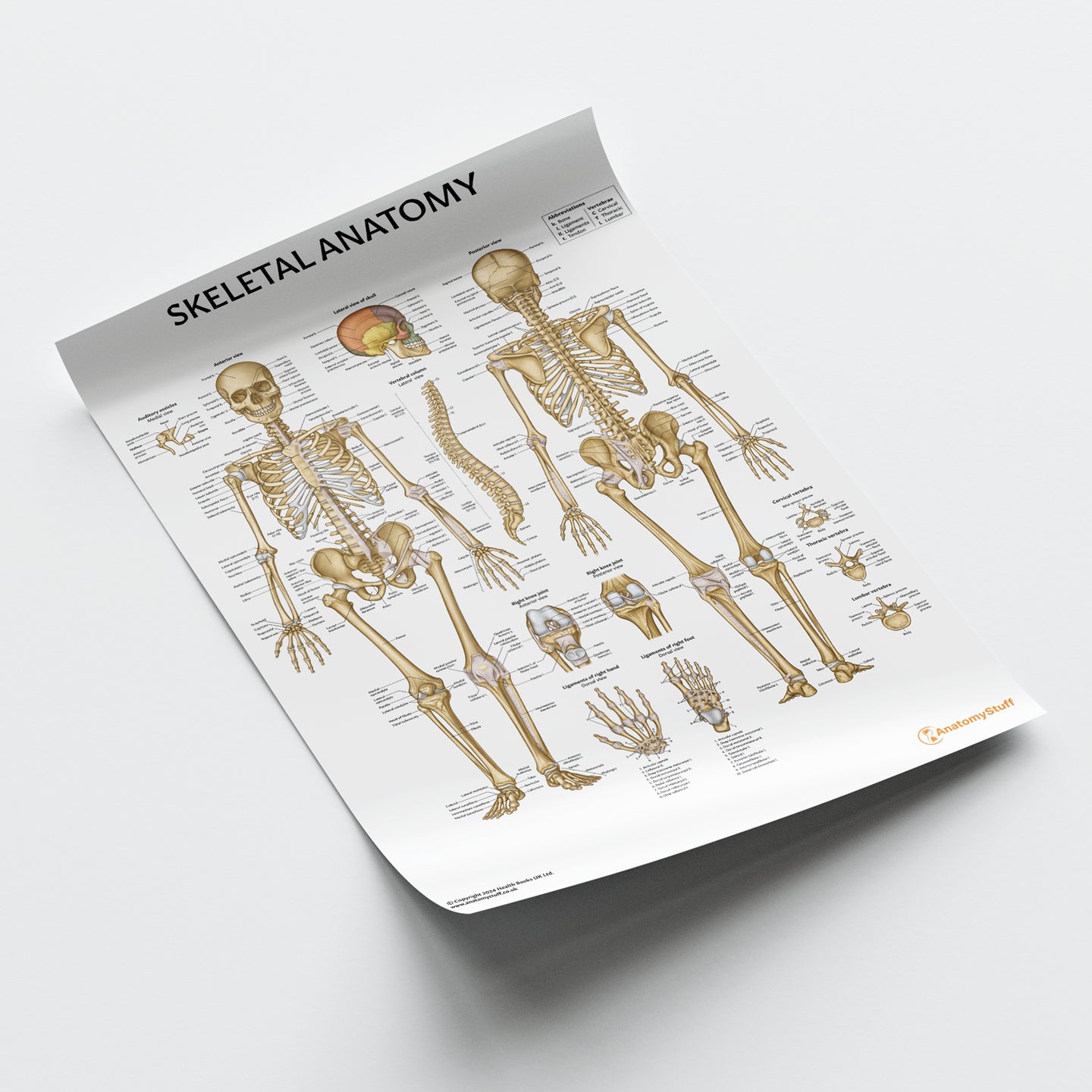 Anatomical Charts | Anatomy Posters – AnatomyStuff