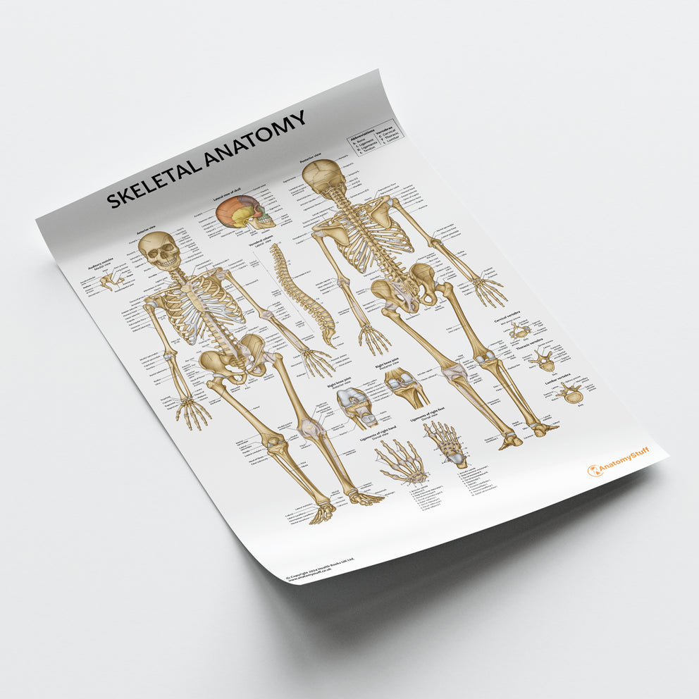 Anatomical Charts | Anatomy Posters – AnatomyStuff