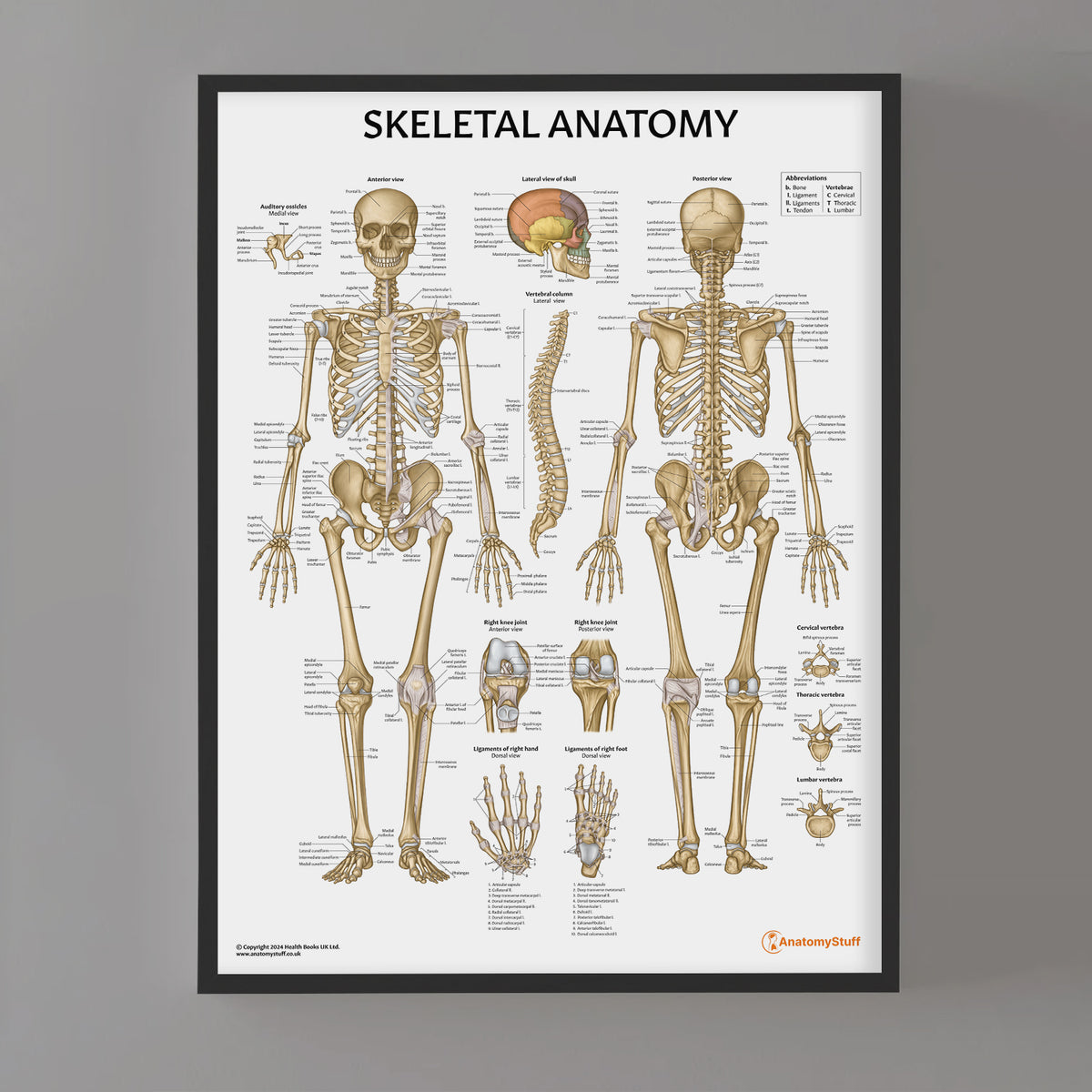 Anatomical Charts | Anatomy Posters – AnatomyStuff
