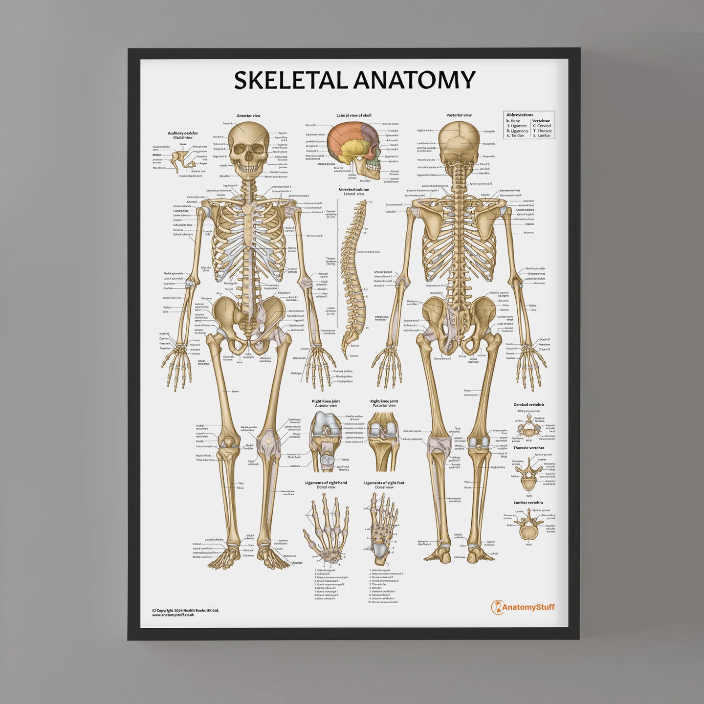 Anatomical Charts | Anatomy Posters – AnatomyStuff