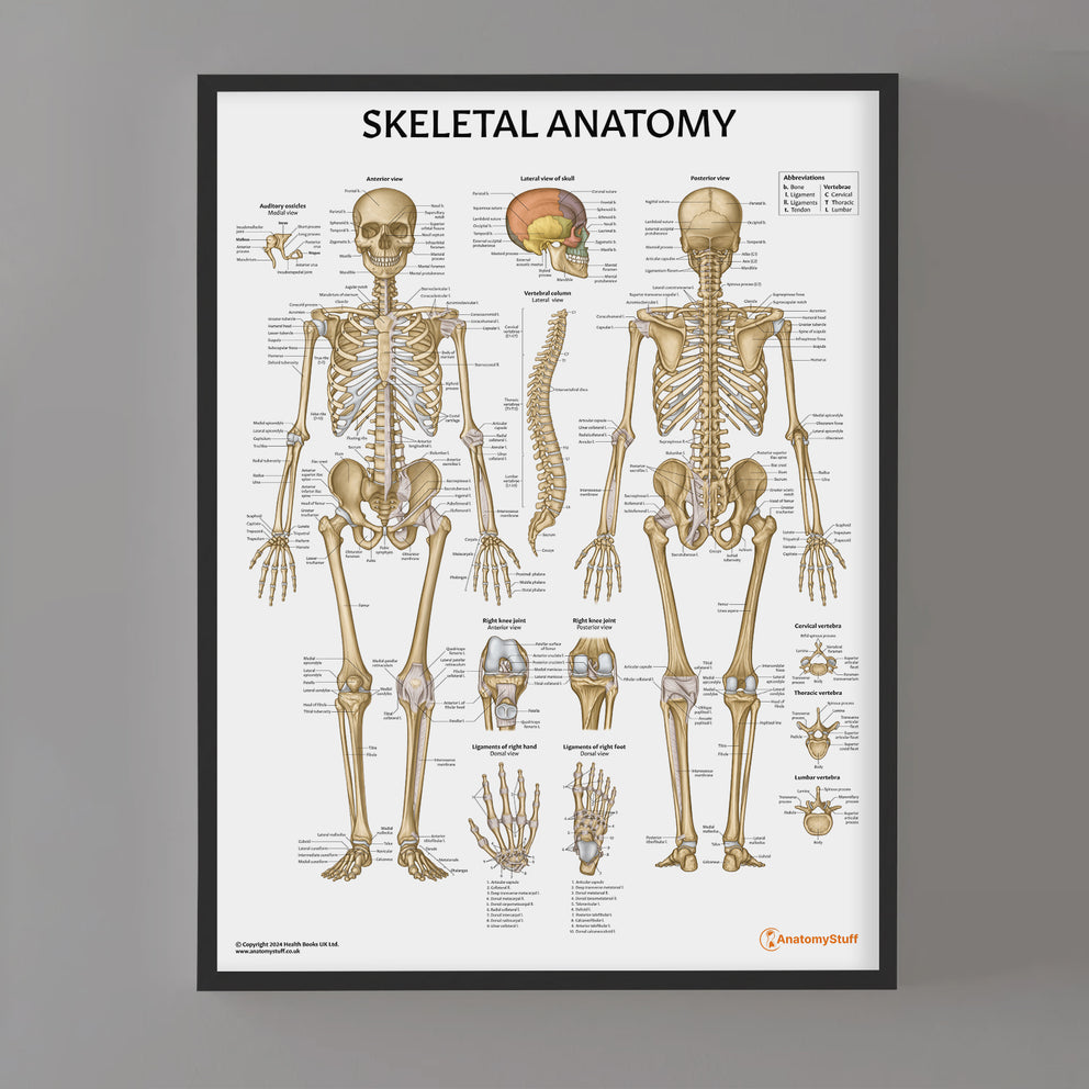 T Level Education Resources | Purchase Orders Accepted | AnatomyStuff