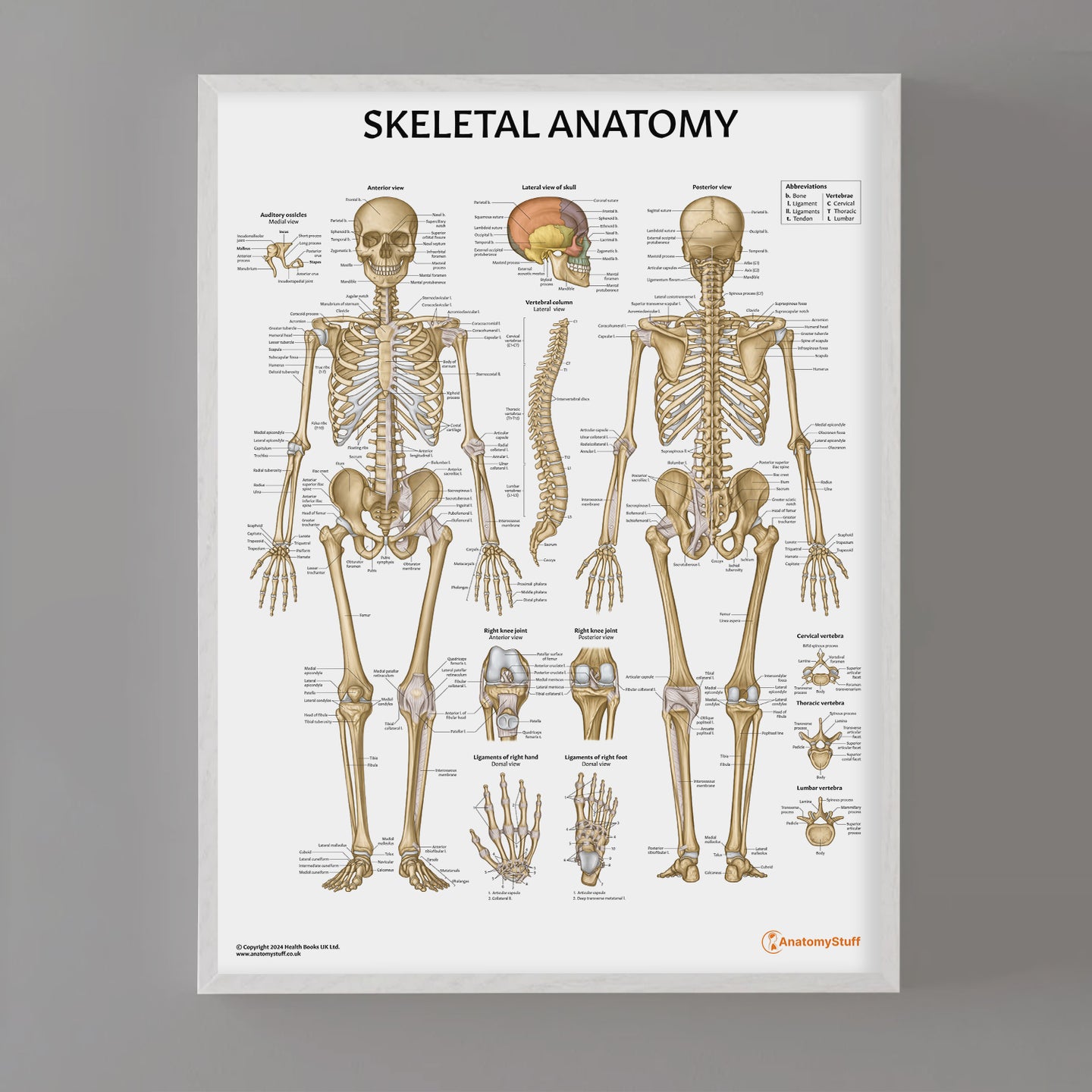 Skeletal Anatomy Chart | Sketeton System Poster – AnatomyStuff