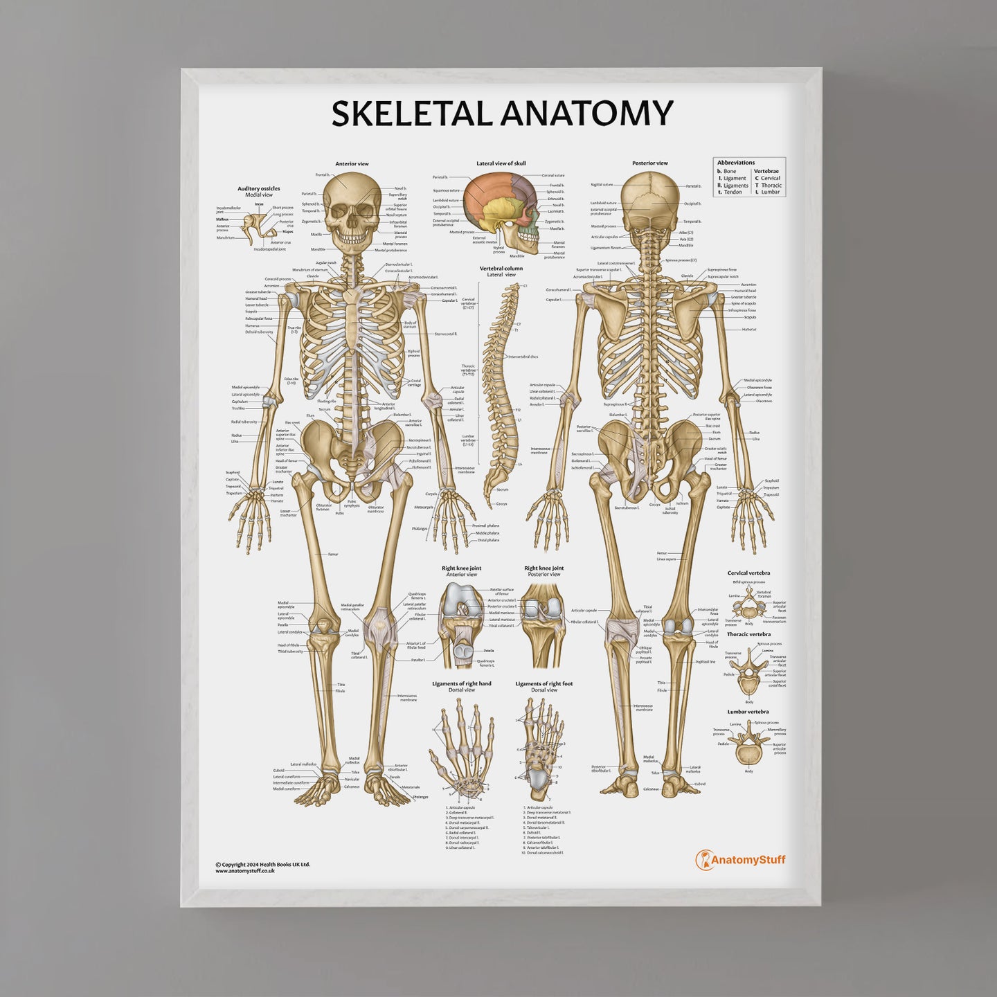Anatomical Charts | Anatomy Posters – AnatomyStuff