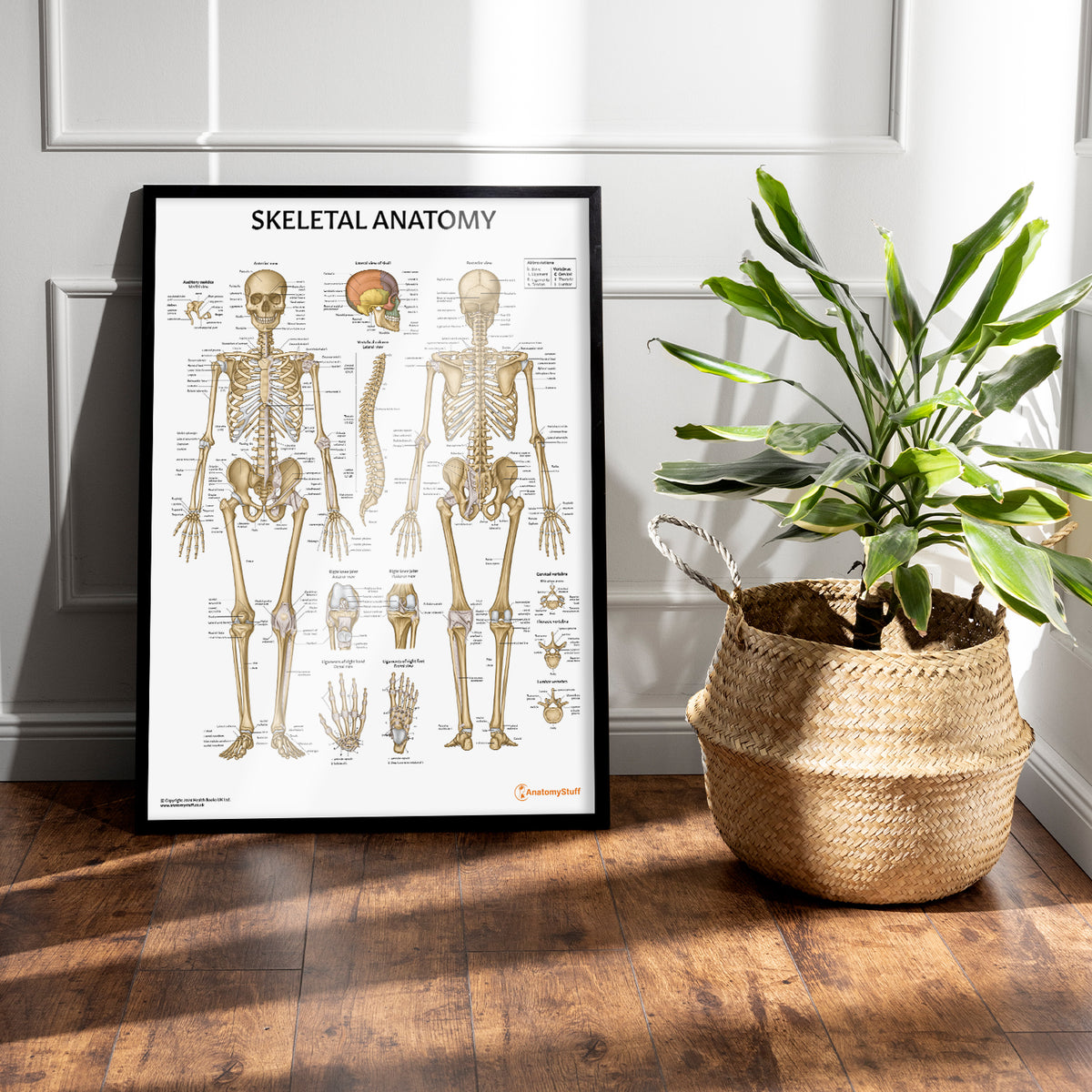 Skeletal Anatomy Chart | Sketeton System Poster – AnatomyStuff