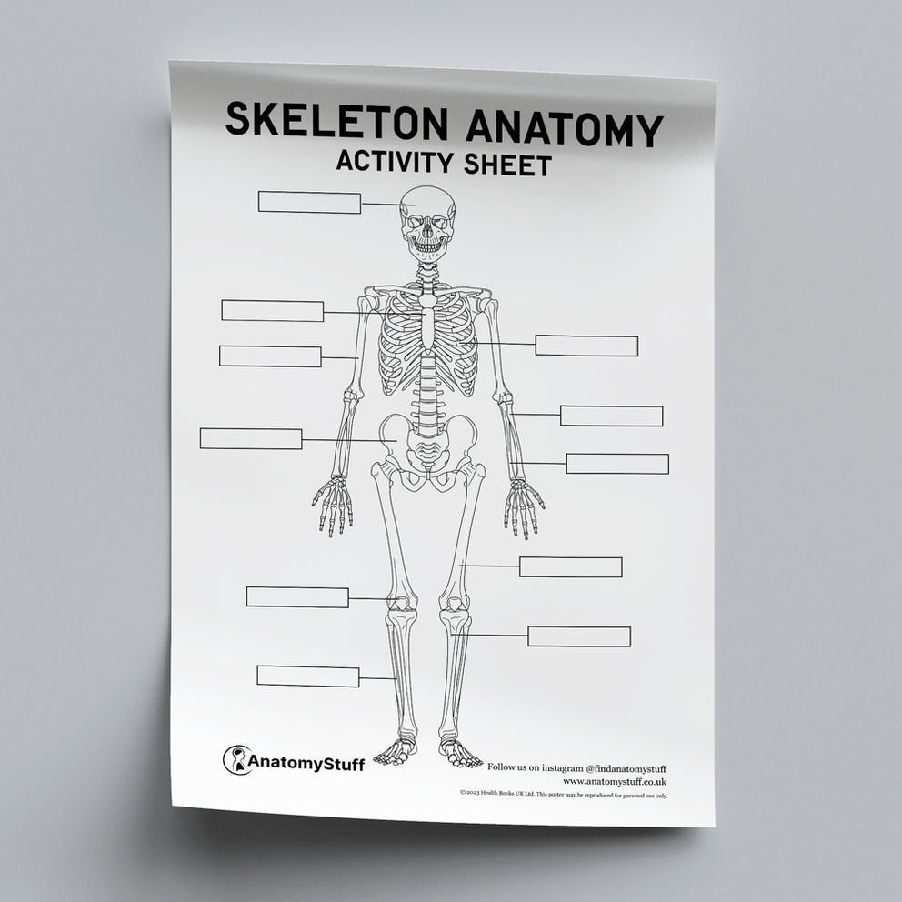 Skeleton Anatomy Activity Sheet PDF | AnatomyStuff