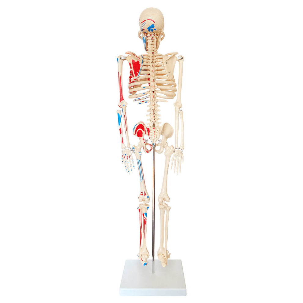 Budget Half Size Skeleton Model with Muscle Markings XC-102C – AnatomyStuff