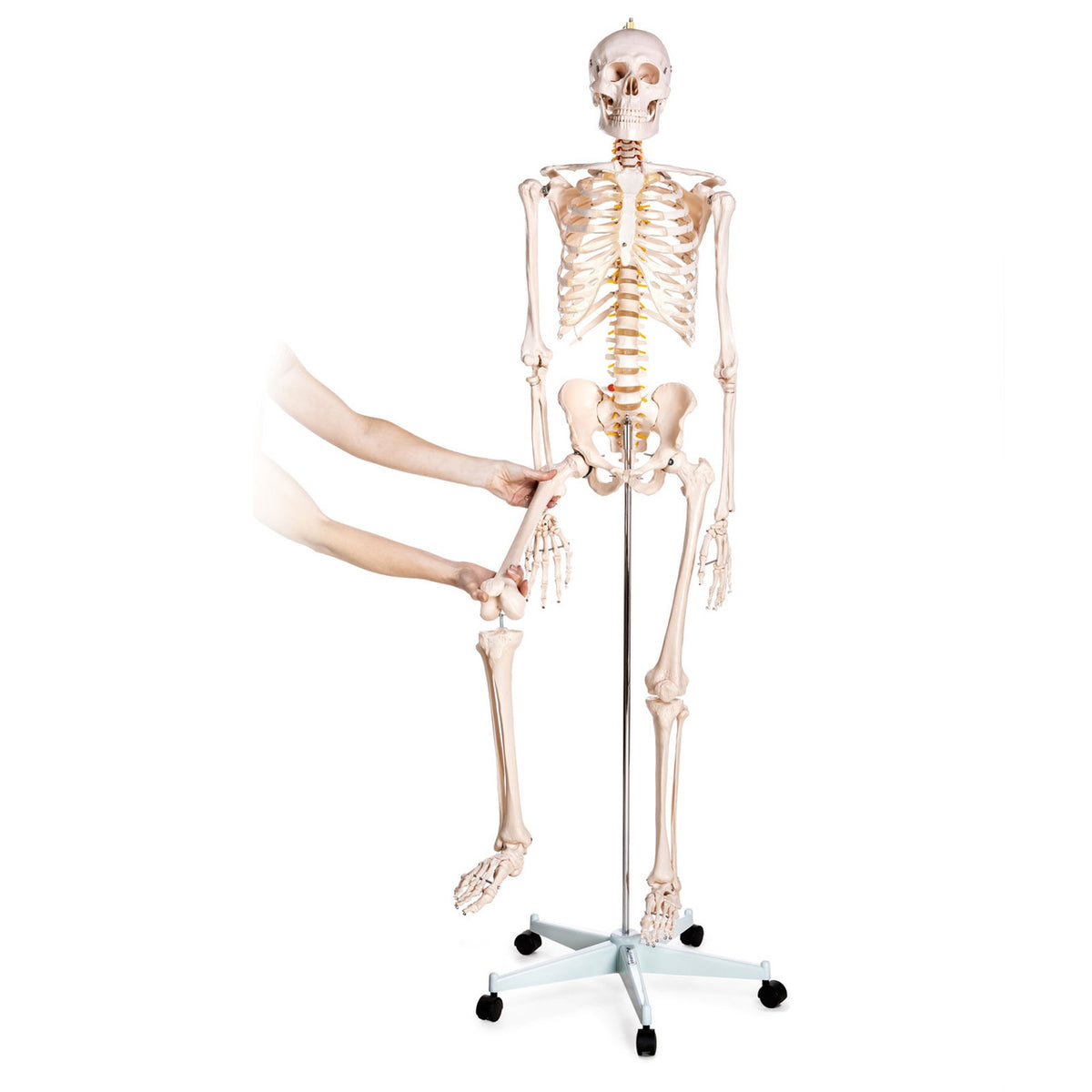 Budget Life-size Female Skeleton Model | Plastic Skeleton – AnatomyStuff