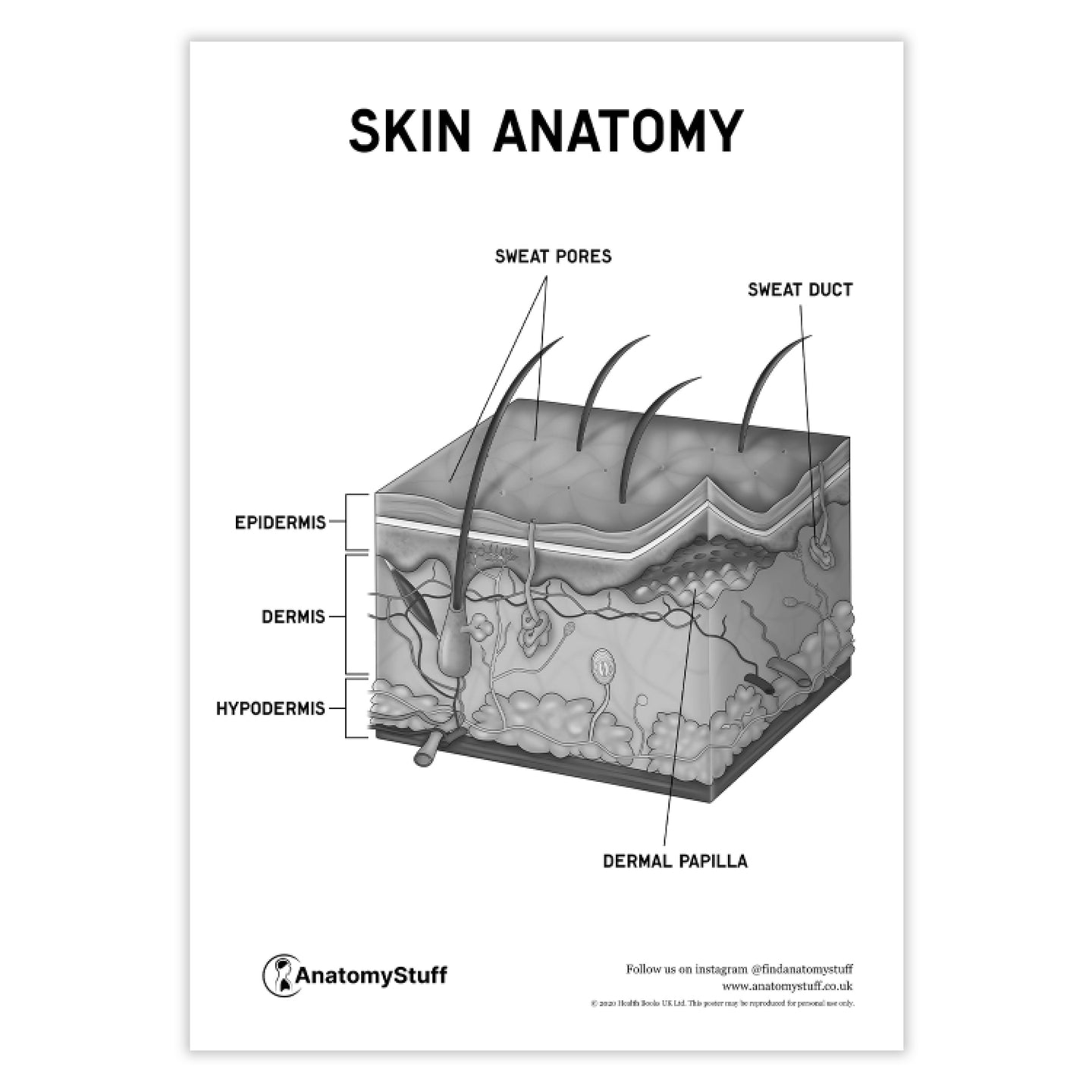 Free Skin Anatomy Poster PDF Download | Medical Student Resources ...