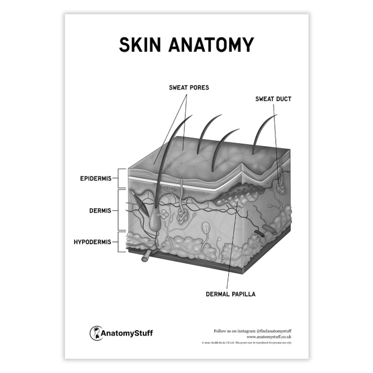 Free Skin Anatomy Poster PDF Download | Medical Student Resources ...