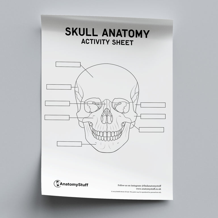 Skull Anatomy Activity Sheet PDF | Colouring In Skull Download ...